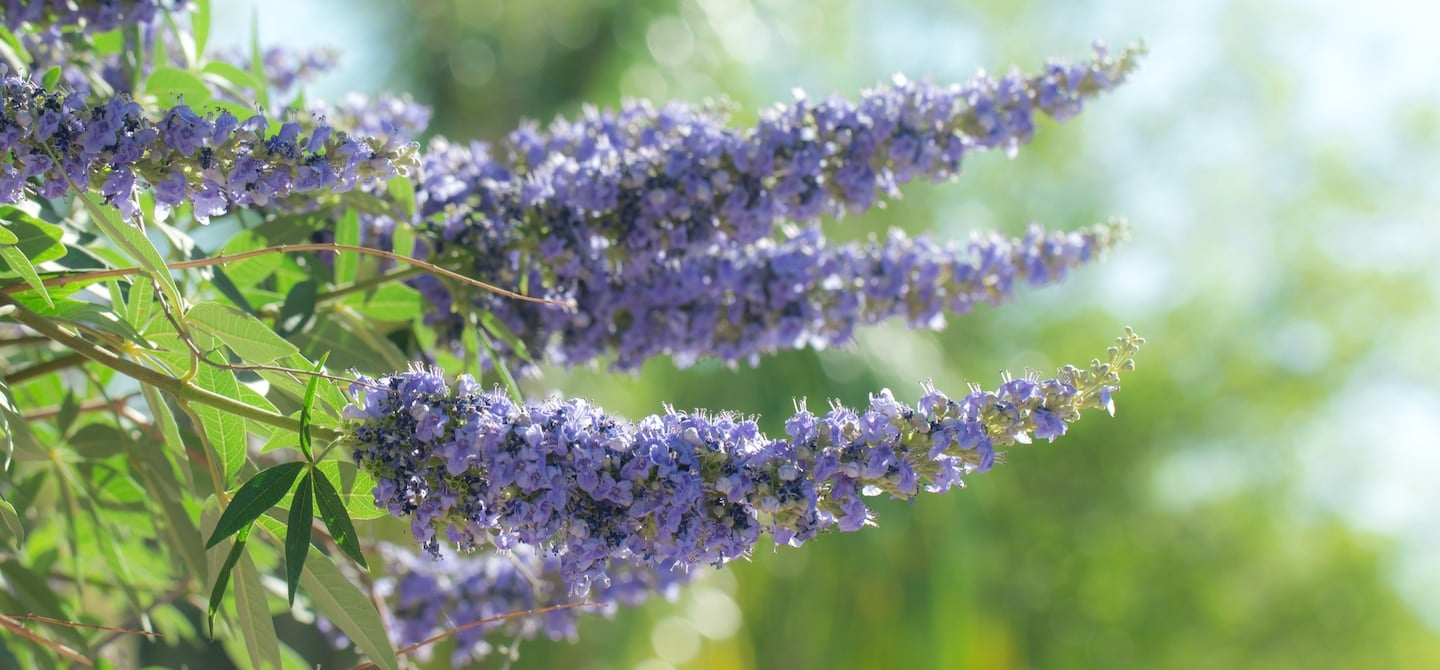 Does Taking Vitex for Fertility Work? Doctors Weigh In | HUM Nutrition Blog