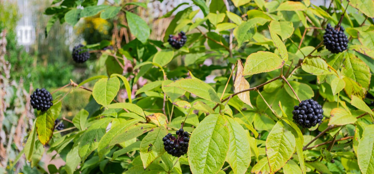 Eleuthero: Benefits, Side Effects, and How to Use Siberian Ginseng| HUM ...