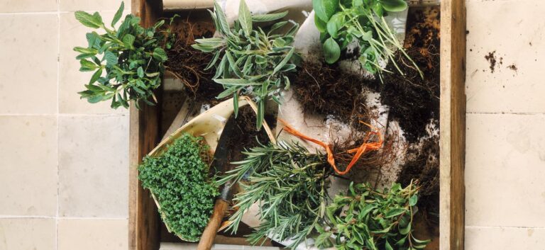 How to Grow Herbs: A Guide to Herb Gardening for Beginners | HUM ...