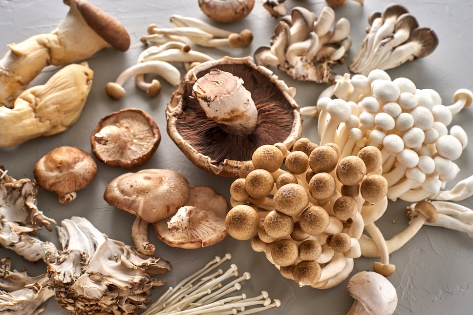 Mushroom Guide: All About Fungi For Health | HUM Nutrition Blog