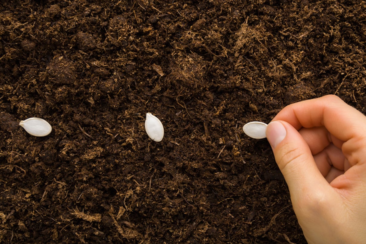 Seed Cycling For Hormone Health: Everything You Need to Know | HUM ... Seed Cycling For Hormone Health: Everything You Need to Know | HUM ...